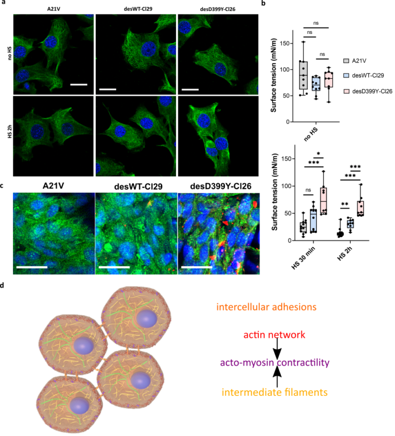 The importance of intermediate filaments in the shape maintenance of ...